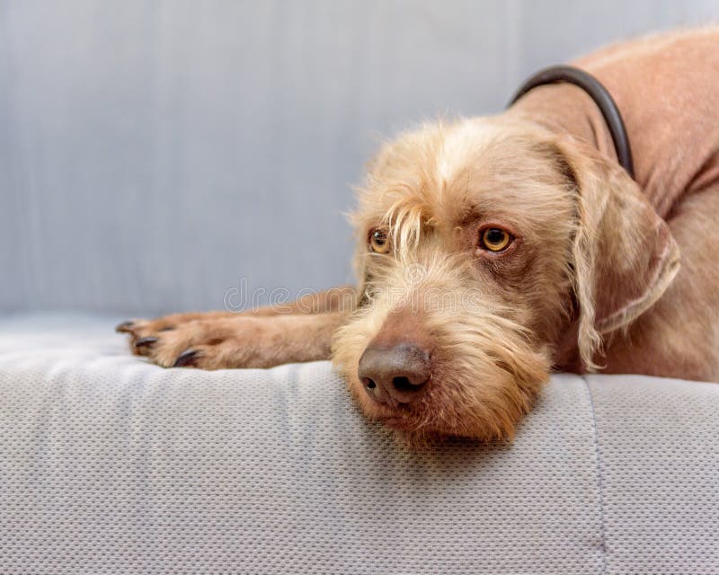 Purebred German Wire-haired Pointer Stock Photo - Image of looking ...