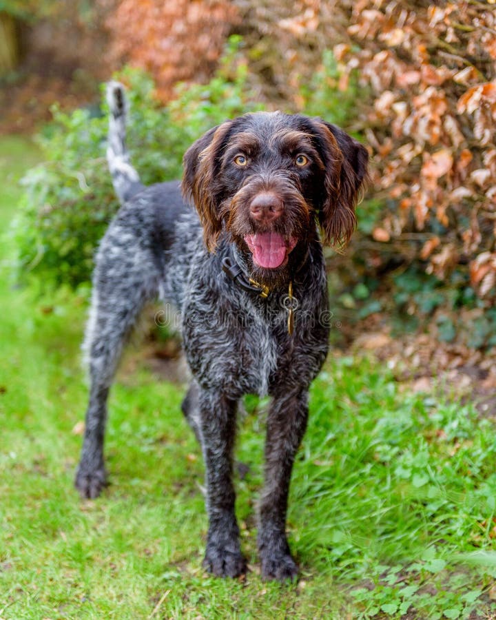 Purebred German Wire-haired Pointer Stock Photo - Image of mammal, face ...