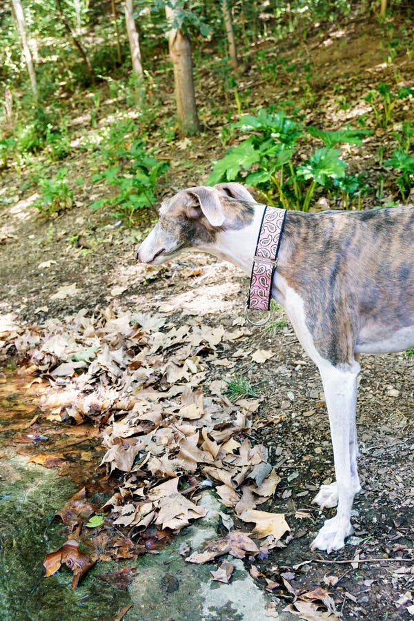 Purebred Greyhound Dog Looking Aside in the Forest Stock Image - Image ...