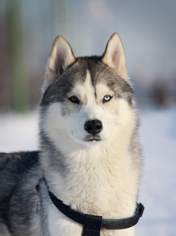 Purebred husky in winter stock photo. Image of canine - 22698876