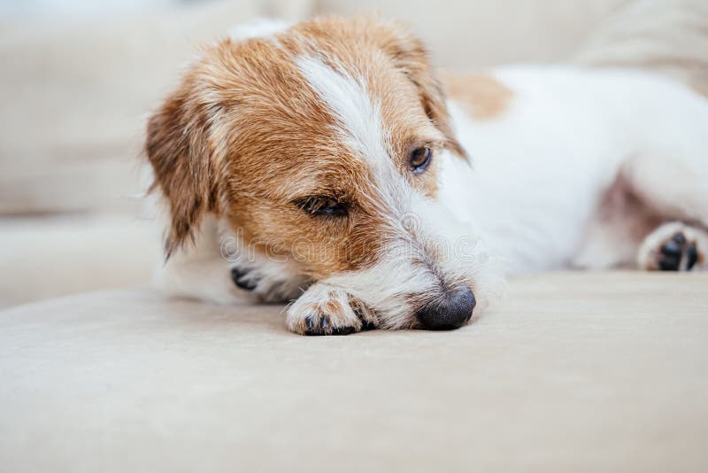 Purebred Jack Russell Terrier. Stock Image - Image of small, animal ...