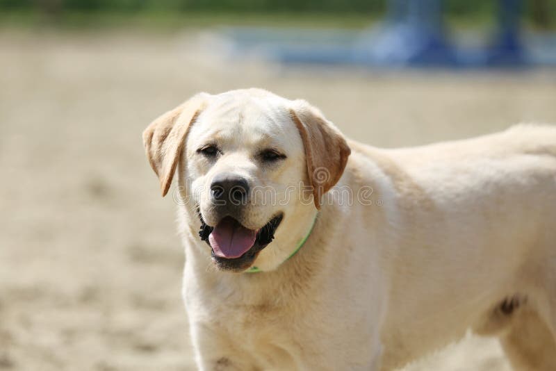 Purebred Labrador Enjoy the Summer Stock Image - Image of beige, happy ...