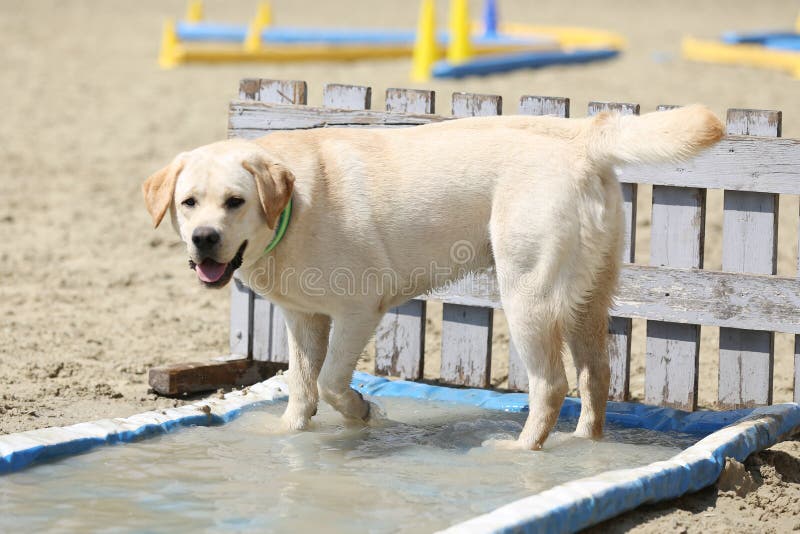 Purebred Labrador Enjoy the Summer Stock Photo - Image of forever, farm ...