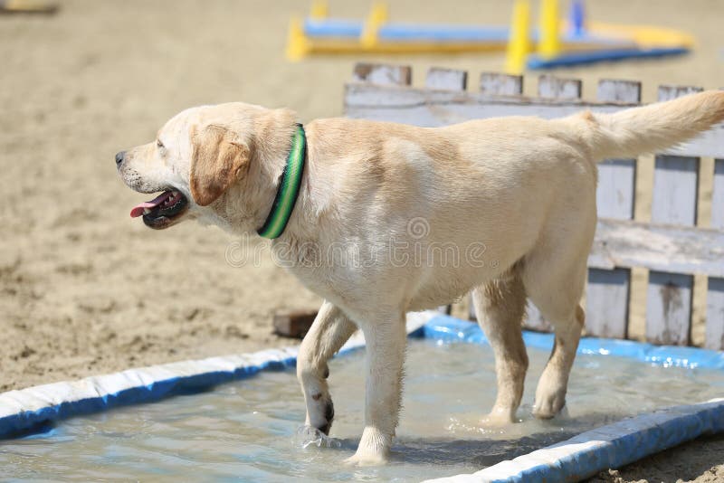 Purebred Labrador Enjoy the Summer Stock Image - Image of anatomy ...