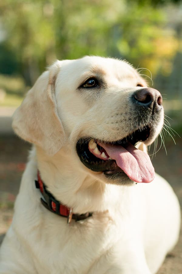 Purebred Labrador White Closeup Outdoors Stock Photo - Image of golden ...