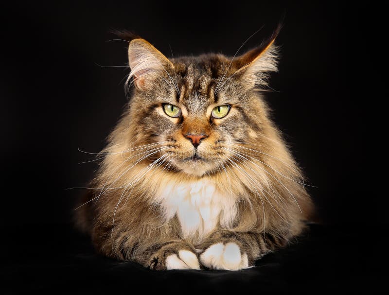Purebred cat Maine Coon stock image. Image of portrait - 72588161