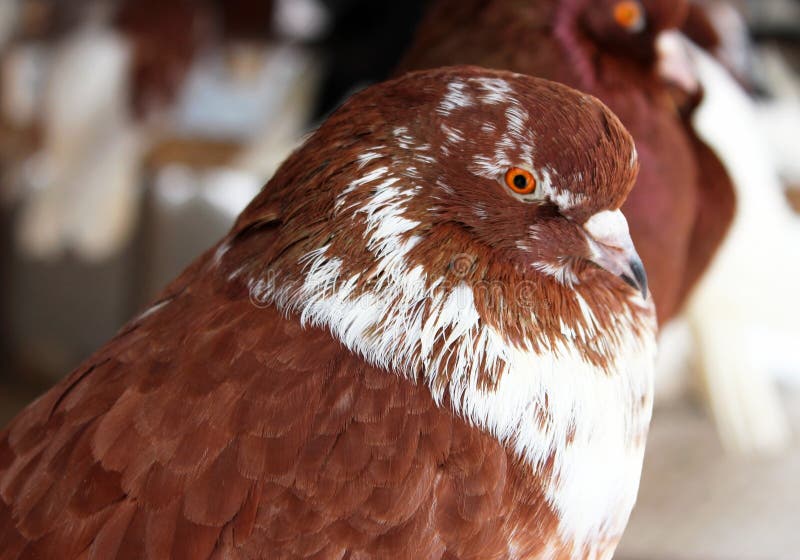 Purebred pigeon stock image. Image of beak, beauty, purebred - 26589147