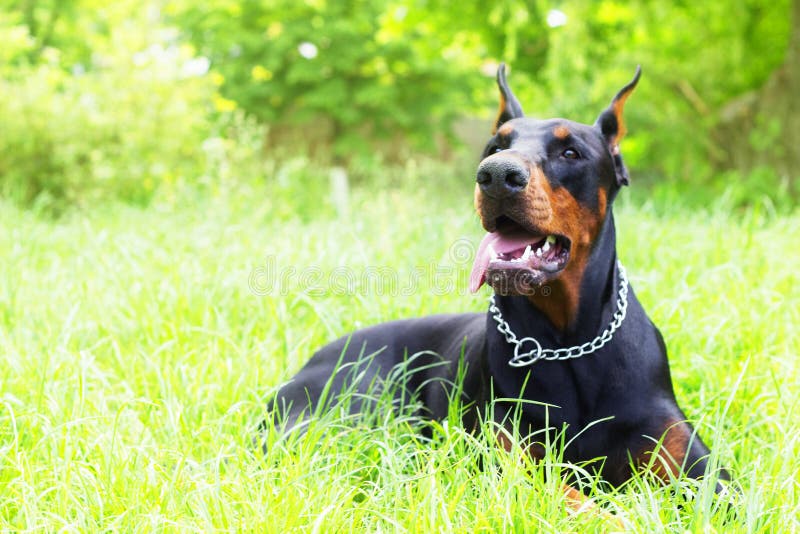 257 Doberman Psi Portret zdjęć stockowych - bezpłatne i z licencją ...