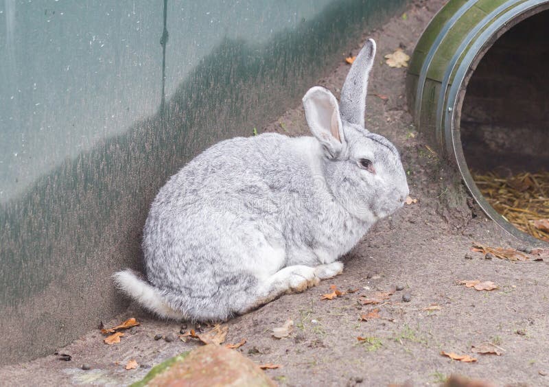 Purebred Rabbit Belgian Giant Resting Outside in the Sun Stock Image ...