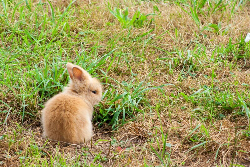 Purebred rabbit on meadow stock image. Image of adorable - 132940571