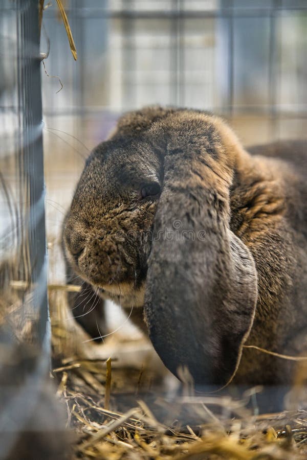 Purebred Rabbits Presented during the Exhibition Stock Photo - Image of ...