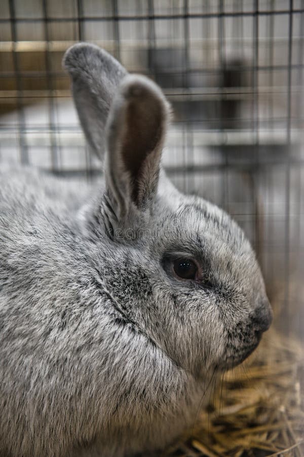 Purebred Rabbits Presented during the Exhibition Stock Photo - Image of ...