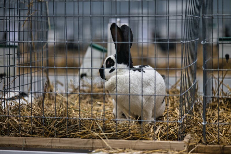 Purebred Rabbits Presented during the Exhibition Stock Photo - Image of ...