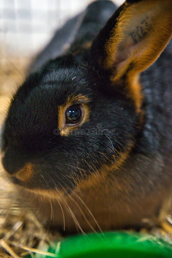 Purebred Rabbits Presented during the Exhibition Stock Image - Image of ...