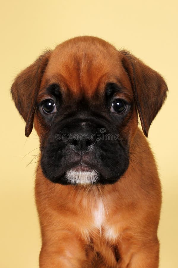 Red head boxer stock photo. Image of strength, teen, black - 2623968