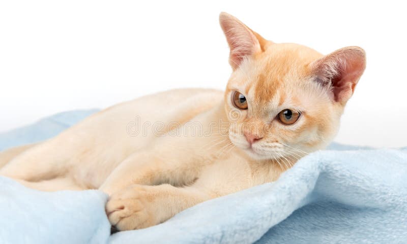 Purebred Red Burmese Kitten Lying on Blue Blanket Stock Photo - Image ...