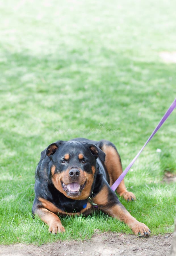 Purebred Rottweiler stock photo. Image of laying, shadow - 24550920