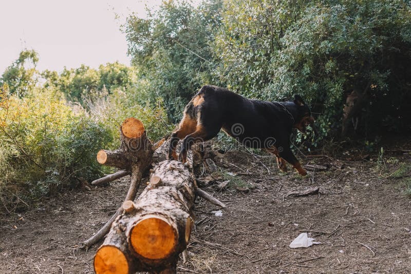 A Purebred Rottweiler Dog Jumping a Log in the Woods Stock Photo ...