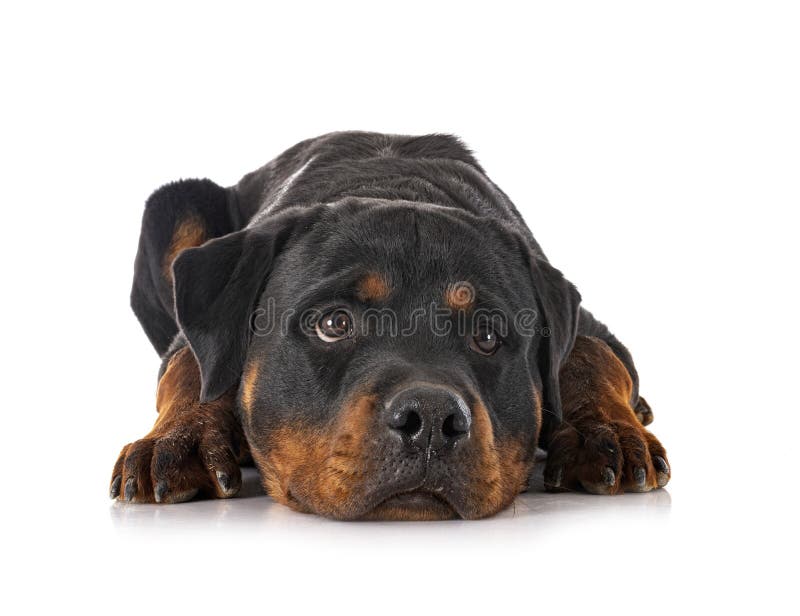 190 Sad Rottweiler White Background Stock Photos - Free & Royalty-Free ...