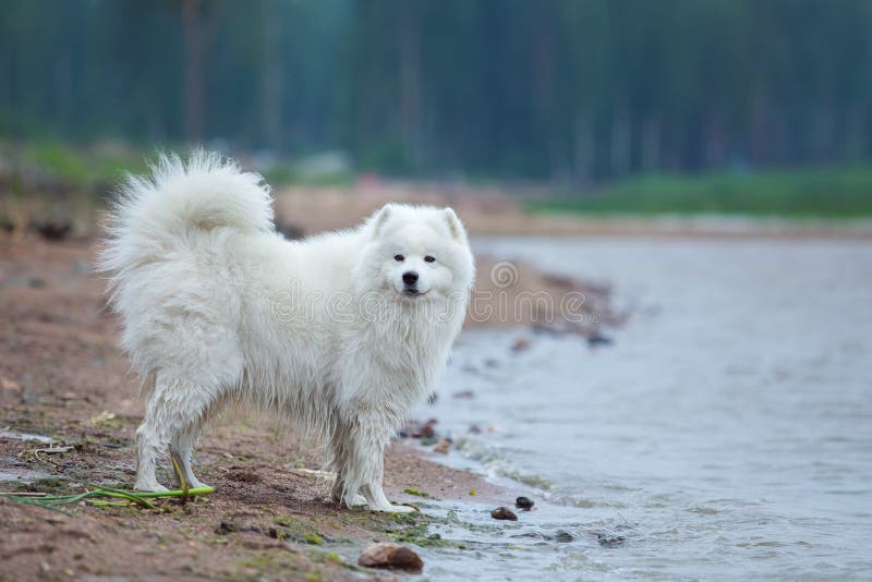 Purebred Samoyed Dog Standing Around Water on the Seashore. Stock Photo ...