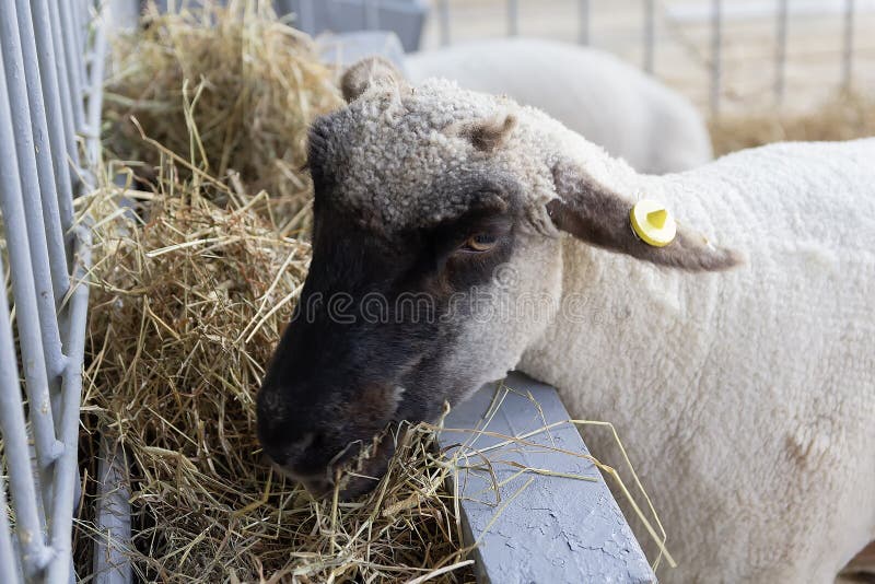 The Purebred Sheep Shropshire is Eating Hay on the Farm Stock Image ...