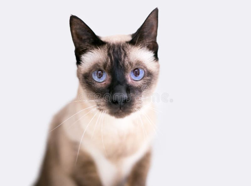 A Purebred Siamese Cat with Blue Eyes Stock Photo - Image of stare ...