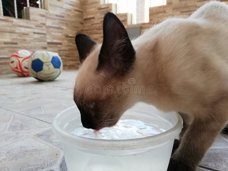 Cute Purebred Siamese Kitten Baby Stock Image - Image of drinking ...