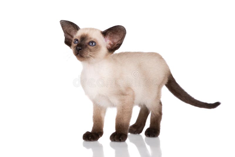 Adorable Siamese Cat Walking Outdoors Stock Image - Image of feline ...