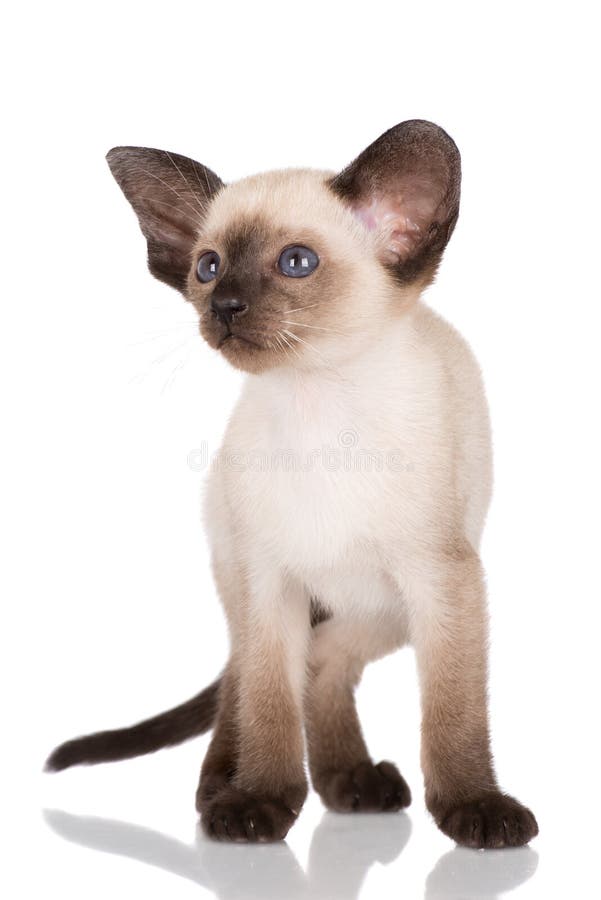 Adorable Siamese Cat Walking Outdoors Stock Image - Image of feline ...
