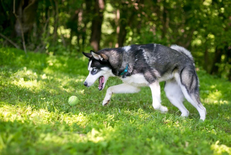 A Purebred Siberian Husky Dog Chasing a Ball Stock Photo - Image of ...