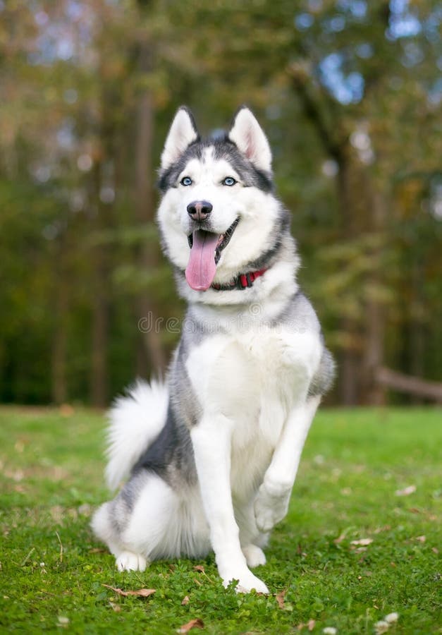 A Purebred Siberian Husky Dog Sitting Outdoors Stock Image - Image of ...