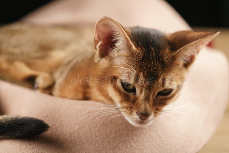 Purebred Sleepy Abyssinian Kitten Resting in Hat Stock Photo - Image of ...