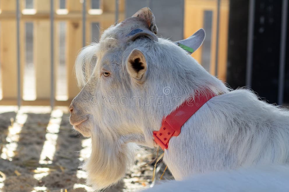 Purebred White Goat on the Farm Stock Image - Image of domestic ...