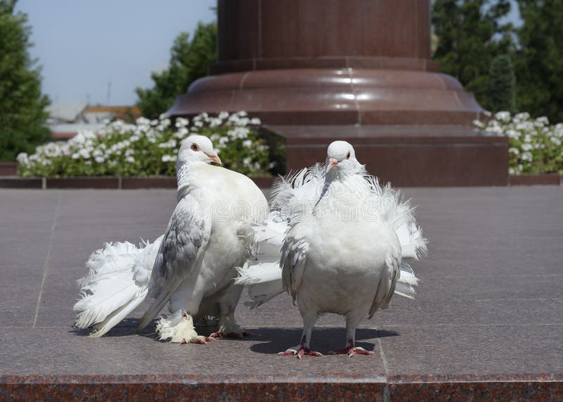 Purebred White Pigeons in a Park in Samarkand, Uzbekistan Stock Photo ...