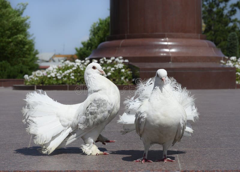 Purebred White Pigeons in a Park in Samarkand, Uzbekistan Stock Image ...