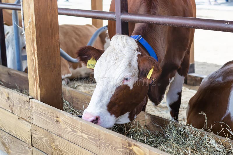 Purebred White Red Cow Eating Hay. Modern Farming Editorial Stock Photo ...