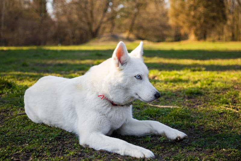 Purebred White Siberian Husky Stock Photo - Image of hound, ears: 51723166