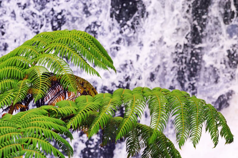 Pureza natural imagem de stock. Imagem de terra, naughty - 36771077