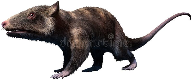 Purgatorius - Extinct Prehistoric Primate - Ancestor of Apes and Humans ...