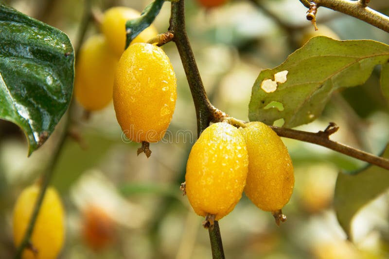 Purging croton stock photo. Image of green, tasty, colorful - 24753236