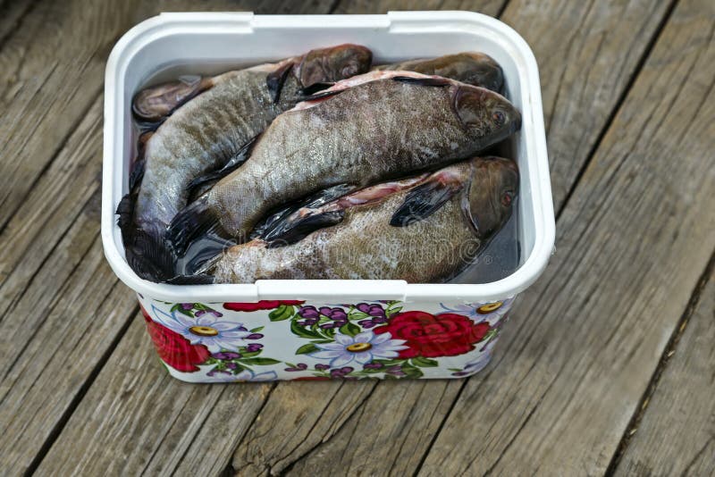 Purified Fresh Water Fish in the Container. Stock Image - Image of ...