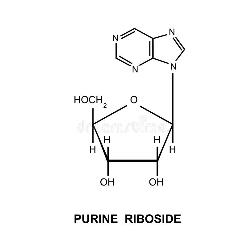 Purin riboside vektor abbildung. Illustration von adenin - 200463791
