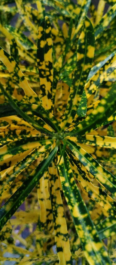 Puring & X28;Codiaeum Variegatum& X29; is Beautiful Yellow a Flower ...