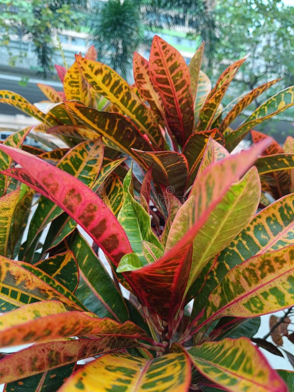 Puring or Codiaeum Variegatum in the Garden Stock Photo - Image of ...