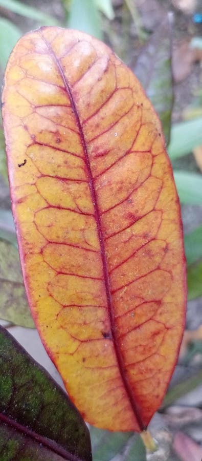 Puring & X28;Codiaeum Variegatum& X29; is a Shrub-shaped Ornamental ...