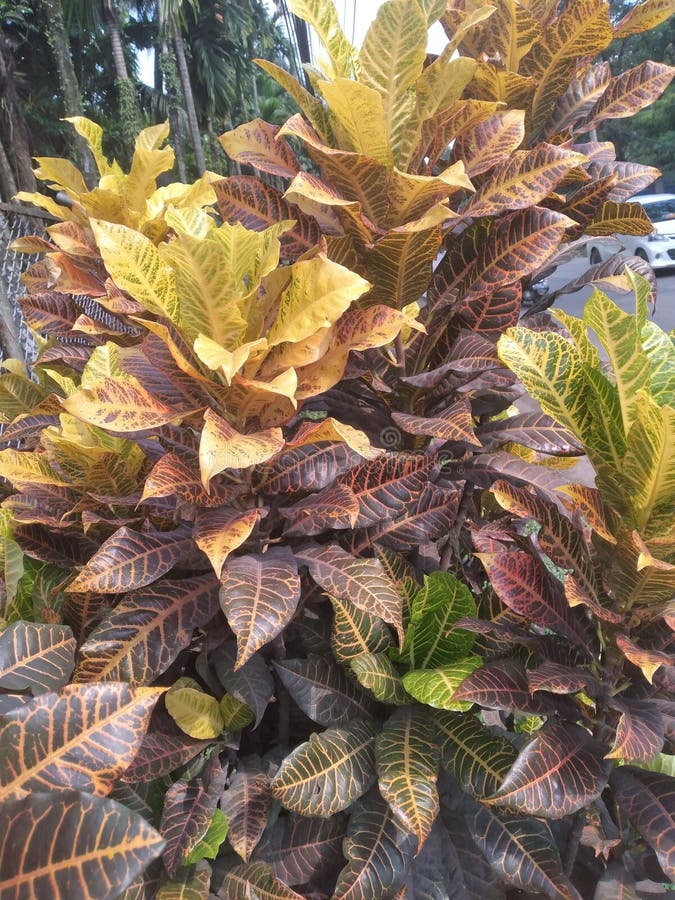 Puring, or Croton & X28;codiaeum Variegatum& X29; is a Verdurous Plant ...