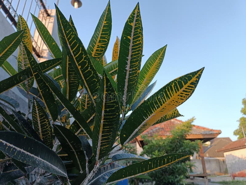 The Puring Flower Grew in the Courtyard of the Mosque Stock Image ...