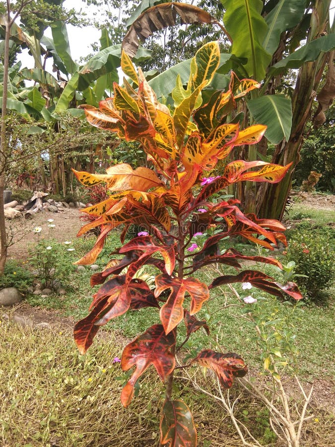 Puring flower jet color stock photo. Image of color - 271199256