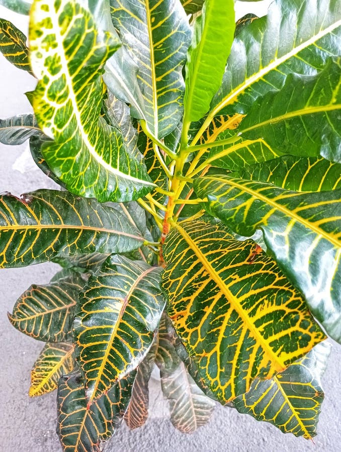 Puring, Garden Croton, Codiaeum Variegatum Stock Image - Image of ...