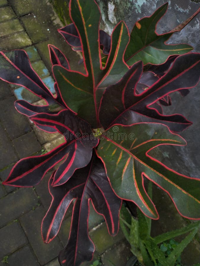 Puring Jet Flower Plant that Grows in Front of the House Stock Photo ...